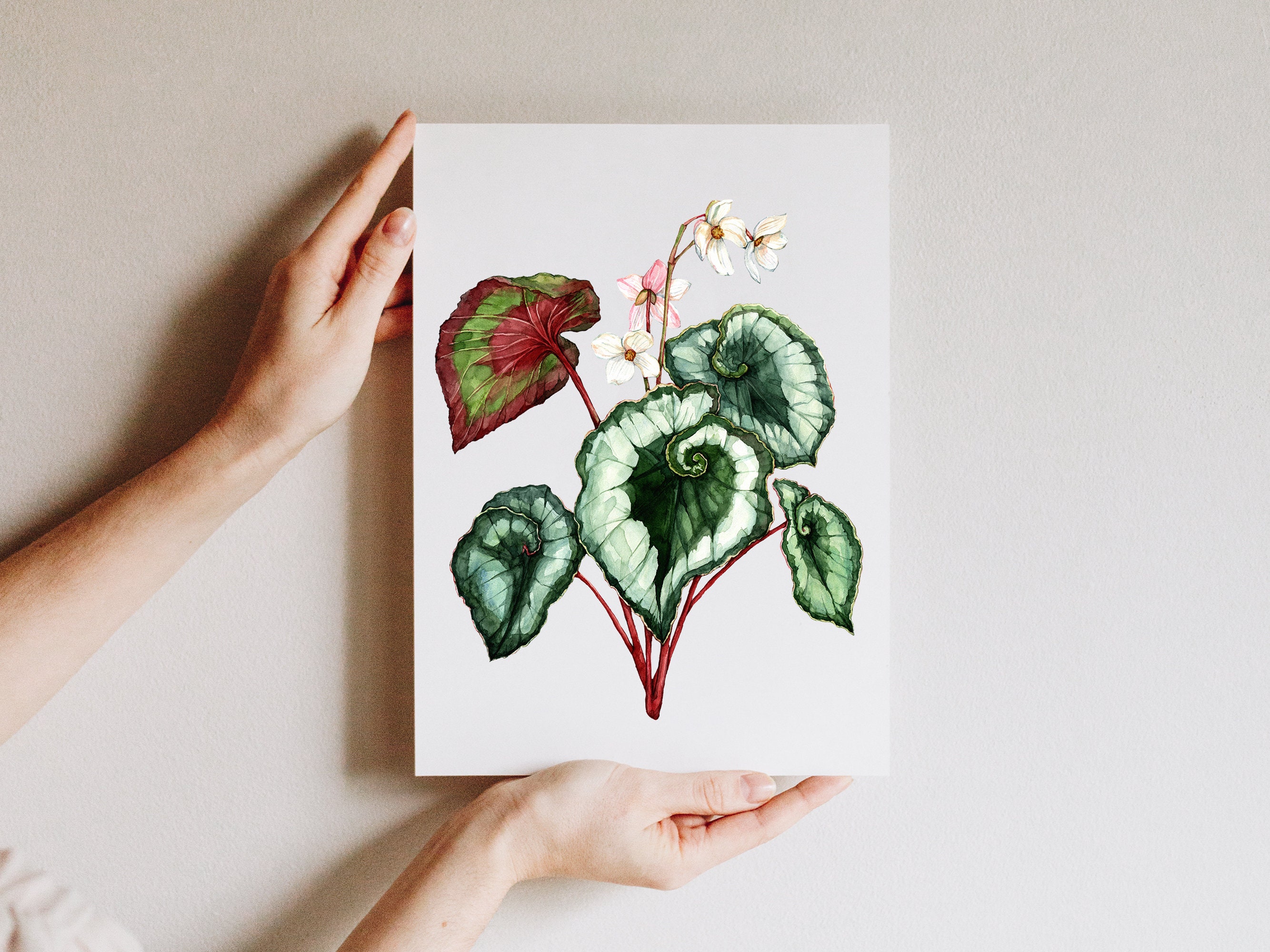 Begonia Art Print. Watercolor House Plant Art. Botanical Painting ...