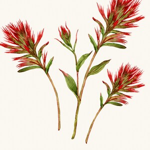 Wyoming State Flower Print. Watercolor Indian Paintbrush Wall Art ...