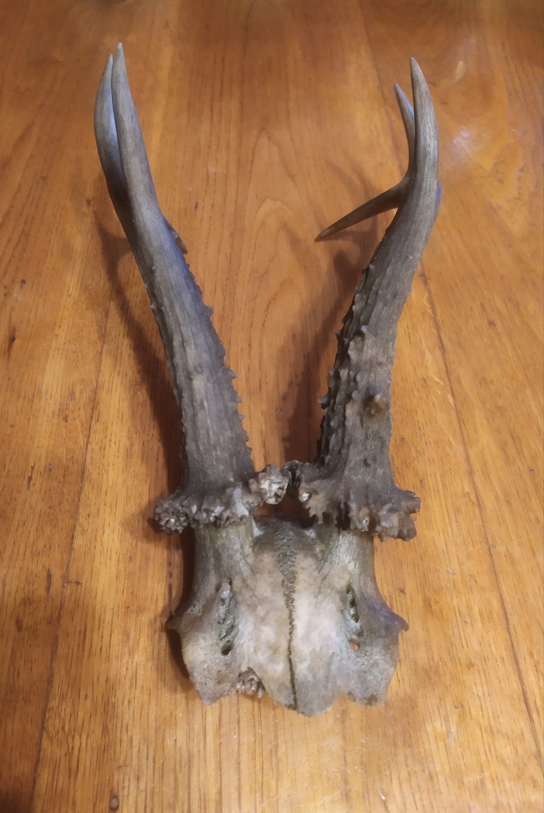 Natural Roe Deer Horns. A Pair of Horns to Decorate the Male Den ...