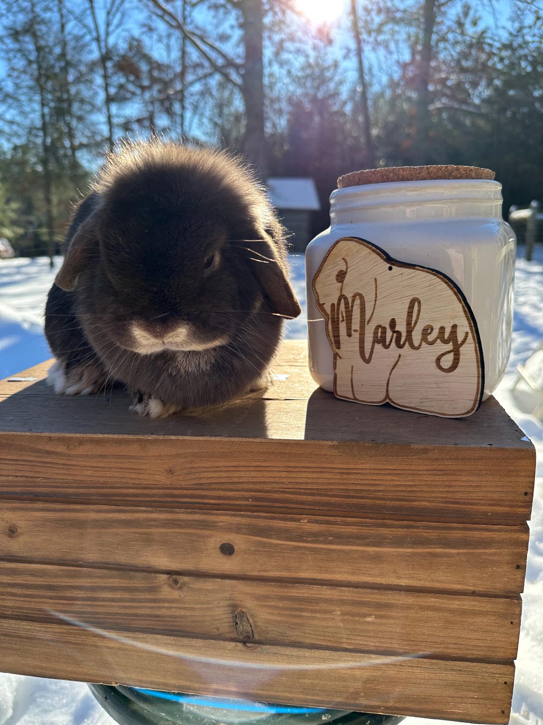 Holland Lop Bunny Rabbit - Wooden Engraved Sign, Custom Bunny Gift ...