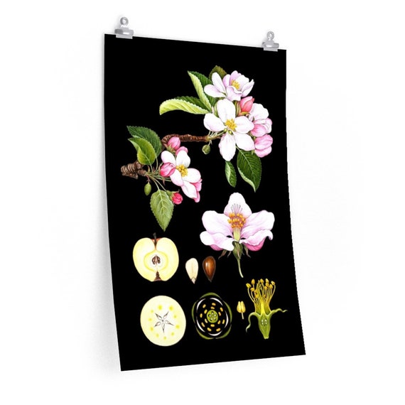 Apple Tree. Premium Matte Vertical Poster. - Etsy