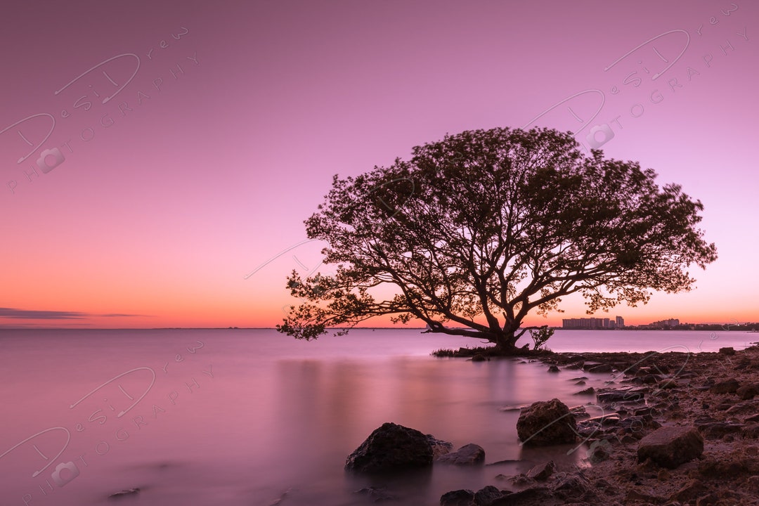 Fine Art Photo Print | Calm Ocean Tree Sunset Picture | Sunset Wall Art ...