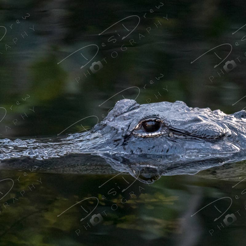 Alligator Heads - Etsy