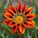 Fine Art Photo Print | Orange Treasure Flower Picture | Flower Home ...