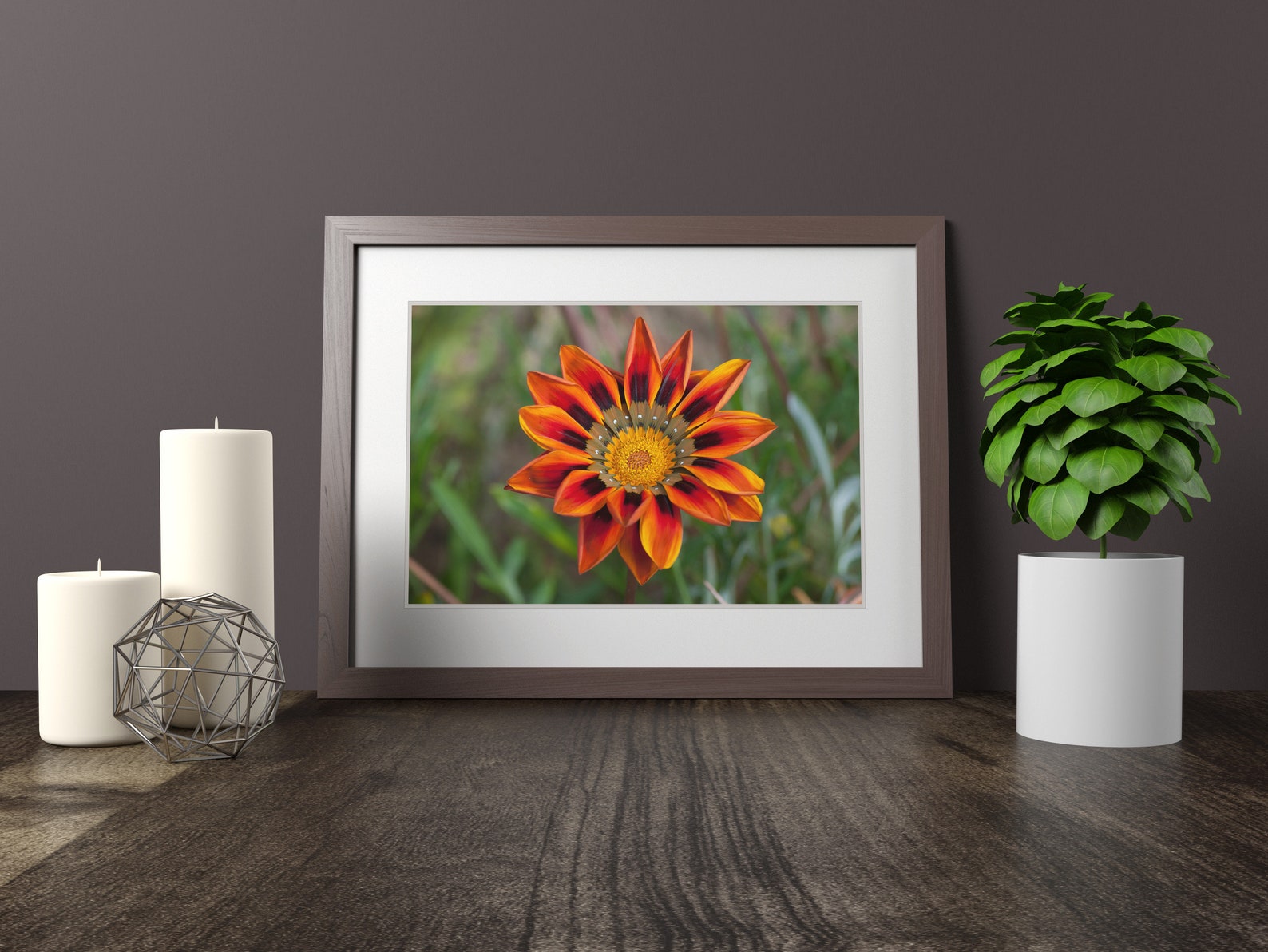 Fine Art Photo Print | Orange Treasure Flower Picture | Flower Home ...