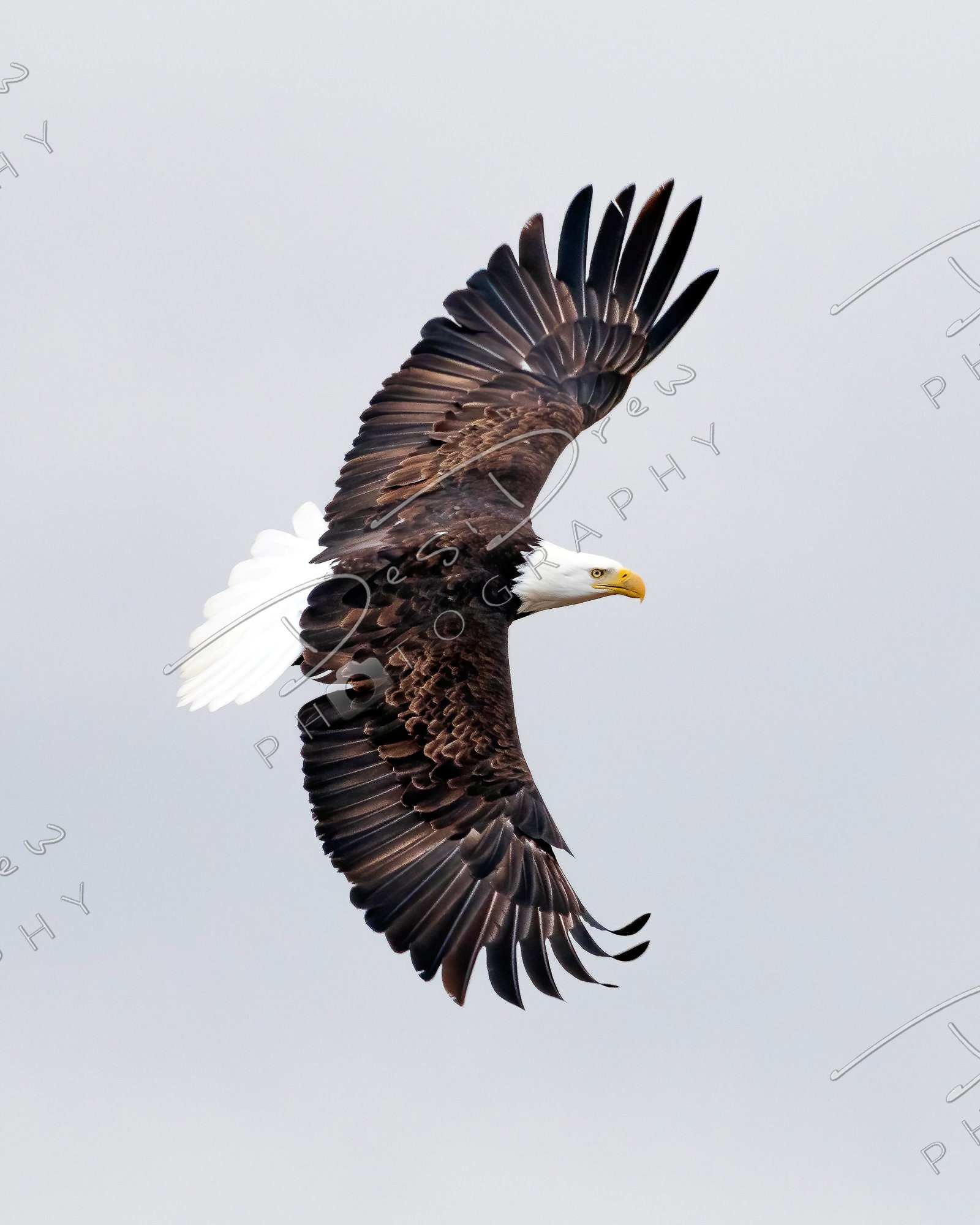 Bald Eagle in Flight - Digital Download WITHOUT WATERMARK - Desidrew ...
