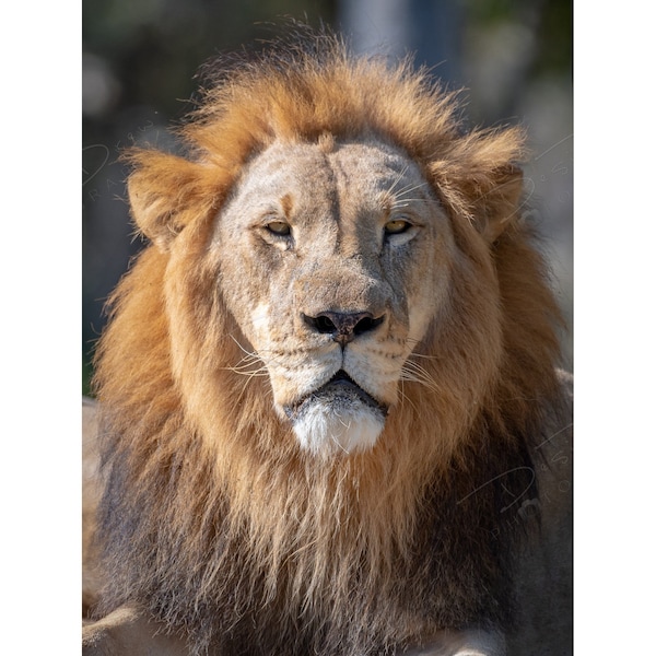 Lion Photography - Etsy