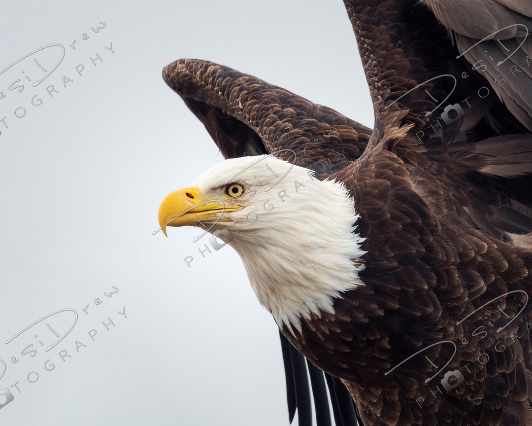 Bald Eagle Detail Photograph - Digital Download - Desidrew Photography ...