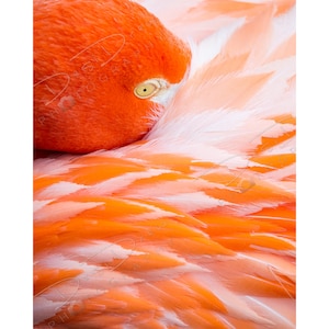 Flamingo Eye and Feathers Fine Art Photo Print Picture | Choose ...