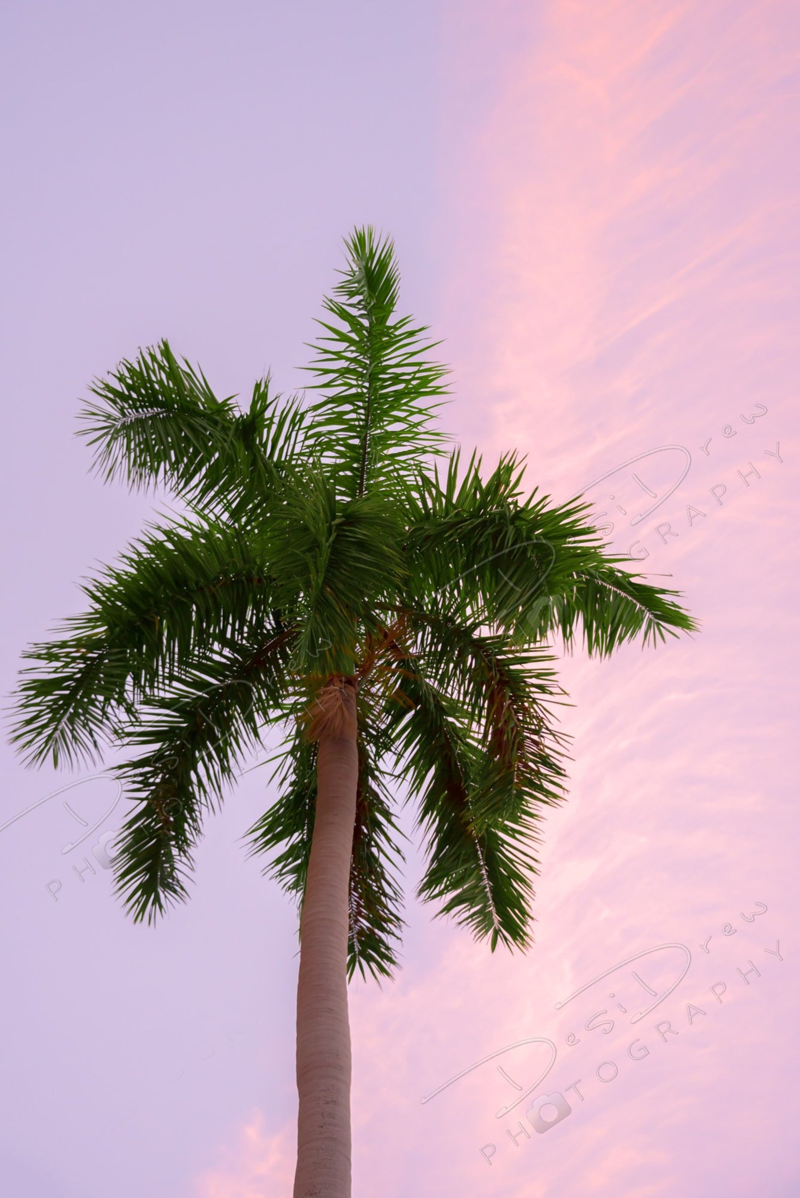 Fine Art Photo Print Pink Palm Tree Picture Choose | Etsy