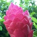Kimi Pink Alpinia Purpurata Ginger Flower Rhizomes - Etsy