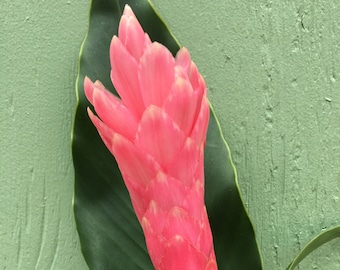 Kimi Pink Alpinia Purpurata Ginger Flower Rhizomes - Etsy