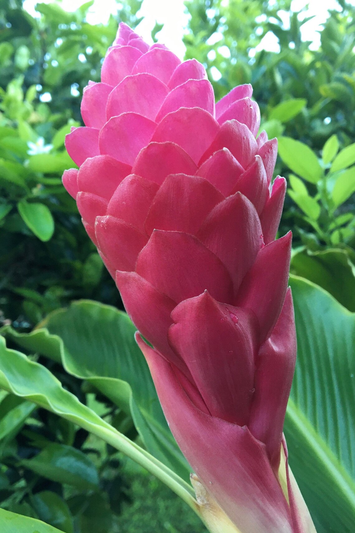 Kimi Pink Alpinia Purpurata Ginger Flower Rhizomes - Etsy