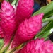 Kimi Pink Alpinia Purpurata Ginger Rhizomes - Etsy