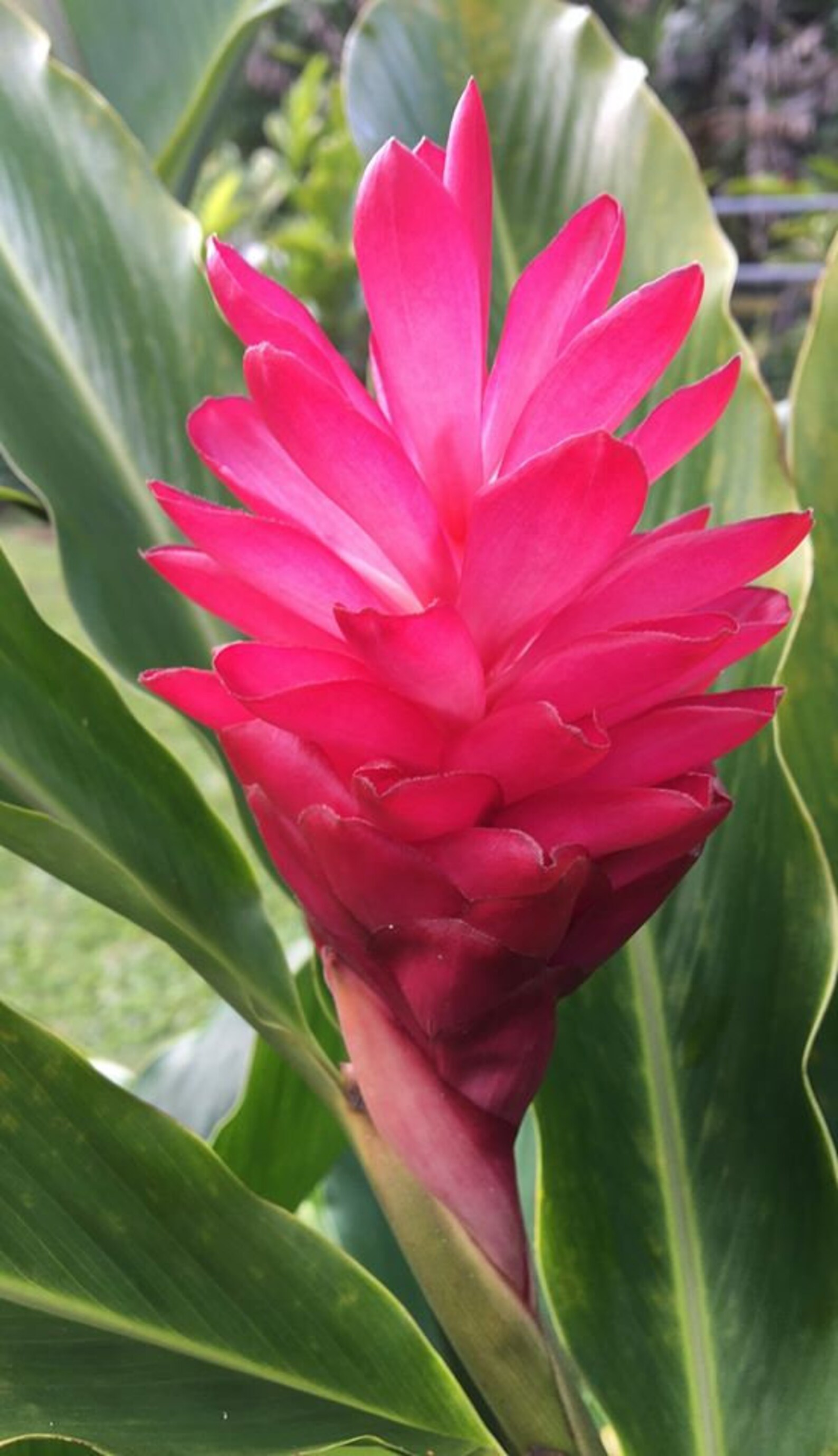 Kimi Pink Alpinia Purpurata Ginger Flower Rhizomes - Etsy