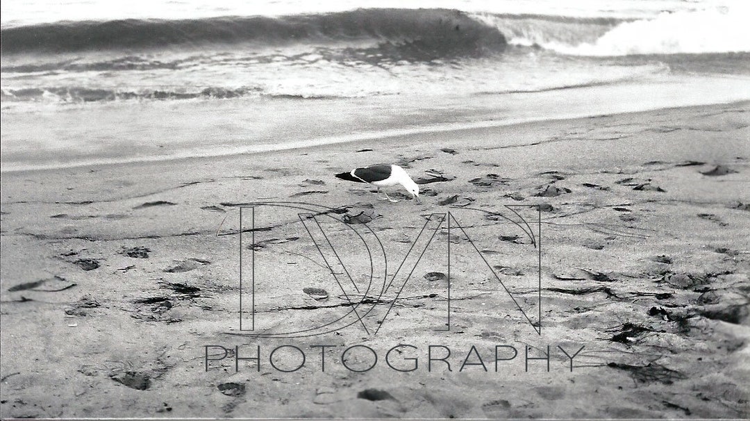 8x10 Film Landscape Photography, Fine Art, Nature Home Decor, Wall Art ...