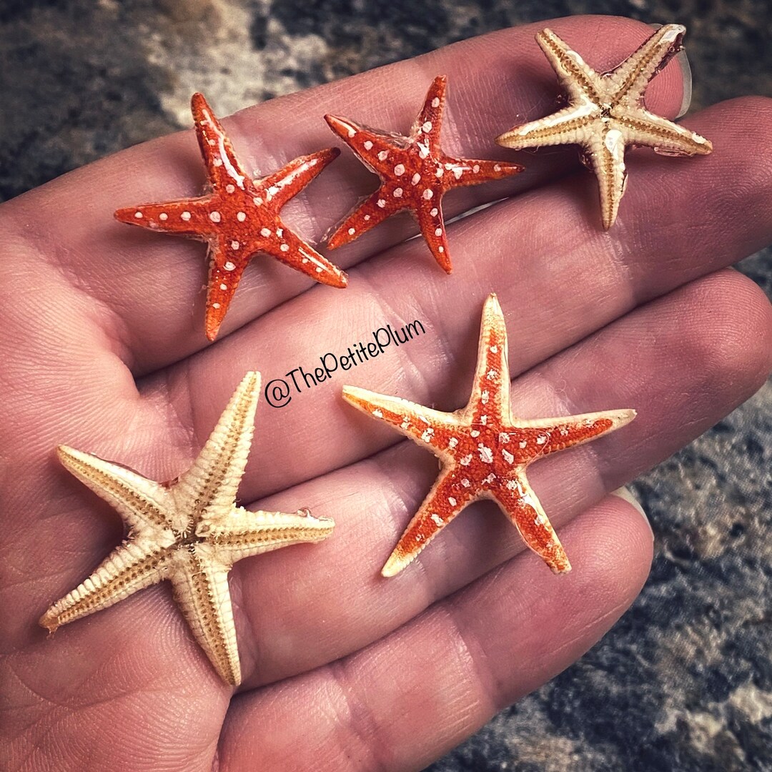 Miniature / Starfish / Animals / Ocean / Sea / Fish / Decor / - Etsy