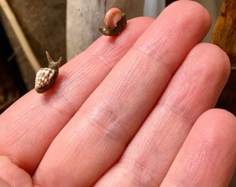 Fairy Garden Miniature Snail One Snail Figurine Fairy Garden - Etsy