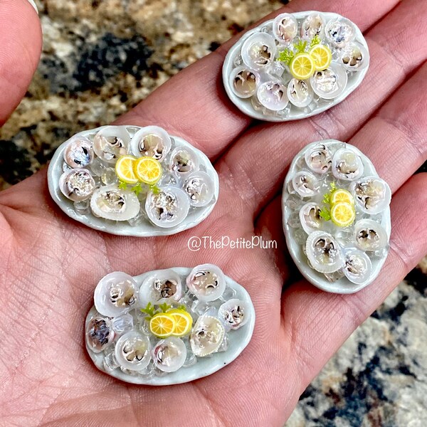 Clam Shell Miniature - Etsy