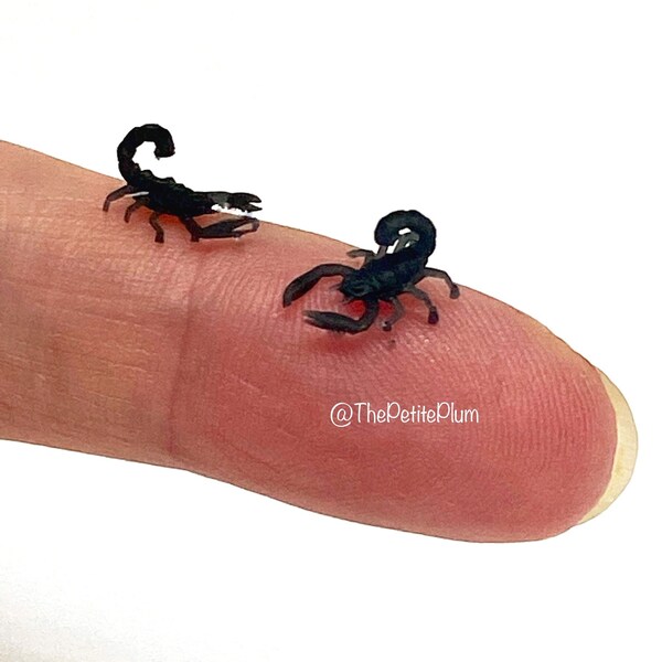 Clay Scorpion - Etsy