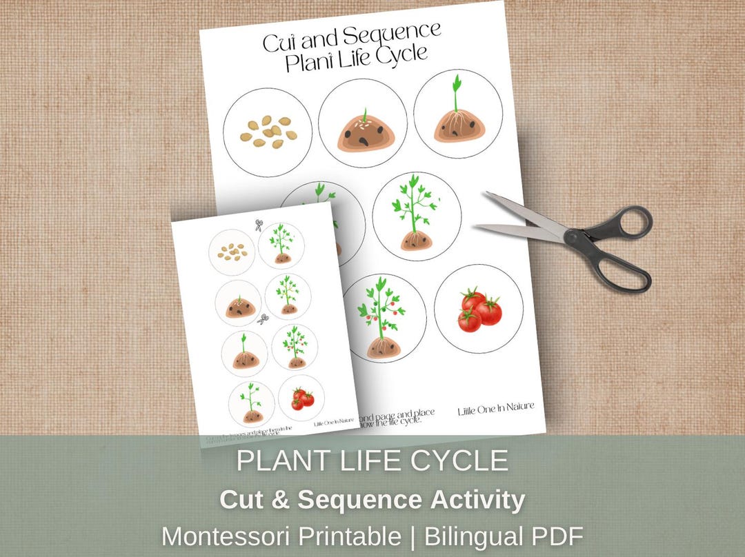 Plant Life Cycle Cut and Paste Activity – Montessori Spring Science ...