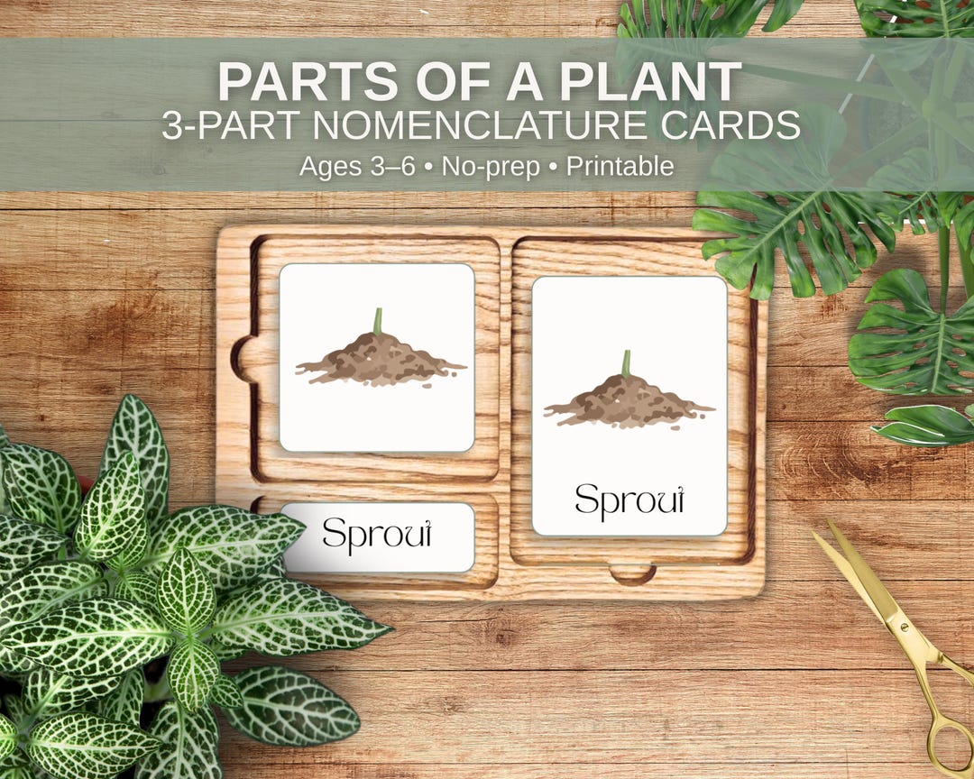 Part Plants 3 Part Cards for Preschool | Nomenclature - Montessori ...
