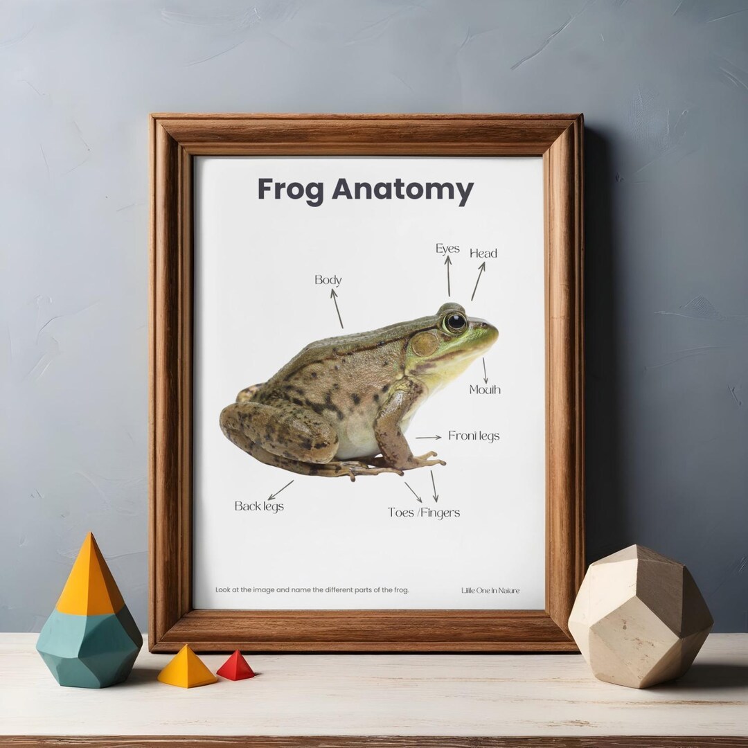 Frog Anatomy Poster Printable for Preschool | Frog Educational Chart ...