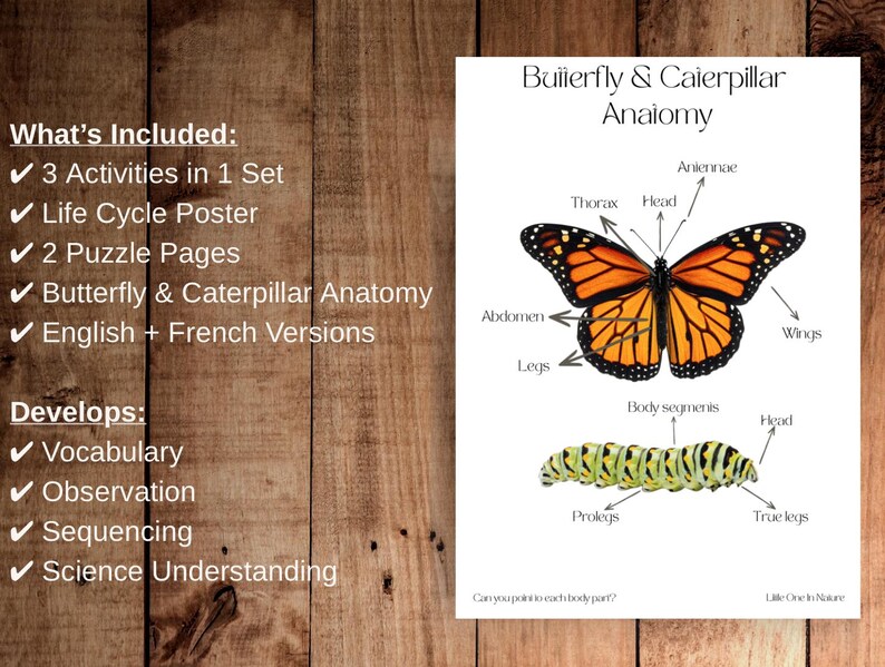 Montessori Butterfly Life Cycle & Anatomy Bundle | Bilingual English ...