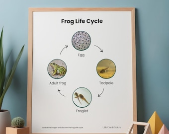 Frog Anatomy Poster Printable for Preschool | Frog Educational Chart ...