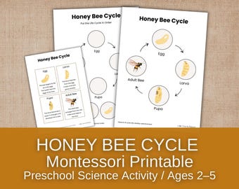 Bee Life Cycle Poster Printable | Honey Bee Educational Chart ...