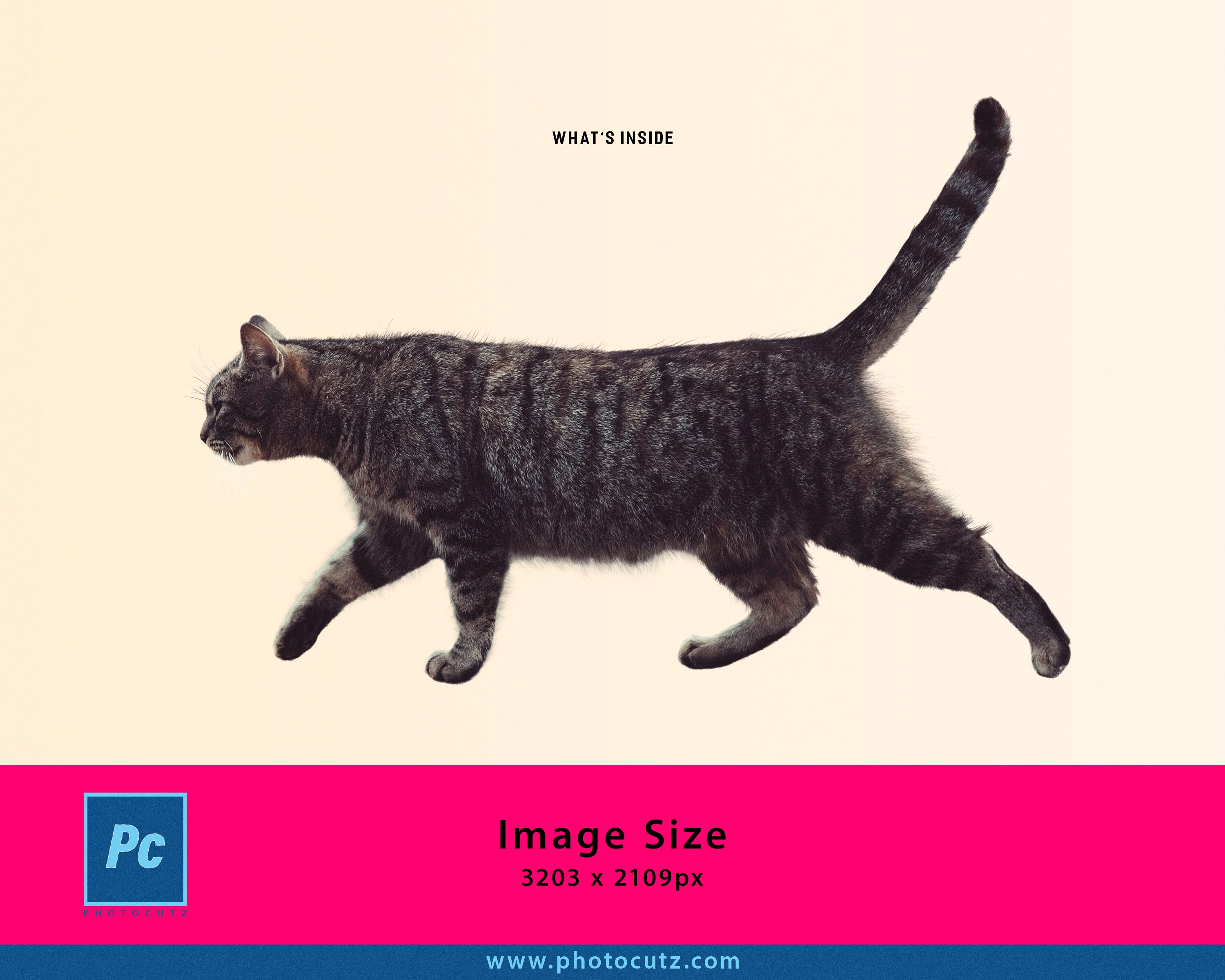 Cats High Res. Photoshop Photo PNG Cutouts Overlays, Mini Pack Volume 2 ...