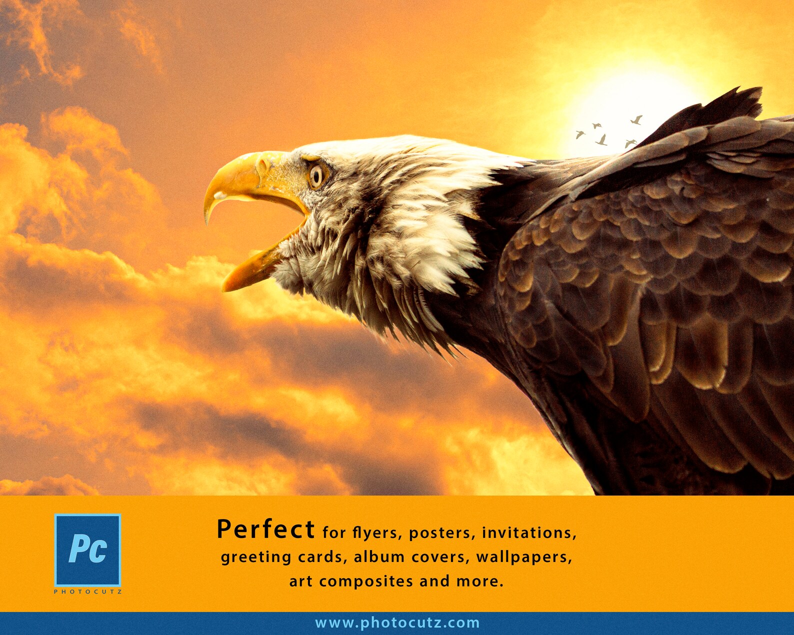 Bald Eagles High Res. PNG Photoshop Cutouts Overlays, Mini Pack Volume ...