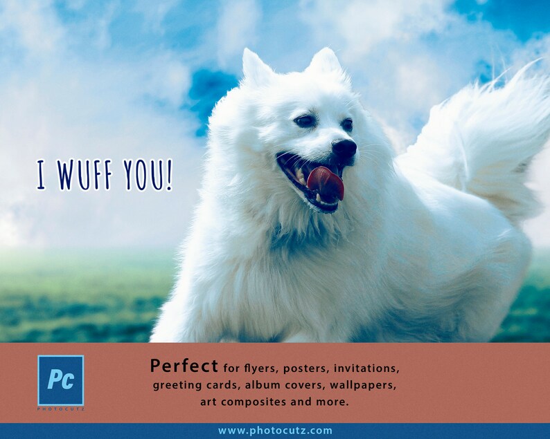 Dogs High Res. Photoshop Photo PNG Cutouts Overlays Mini Pack - Etsy