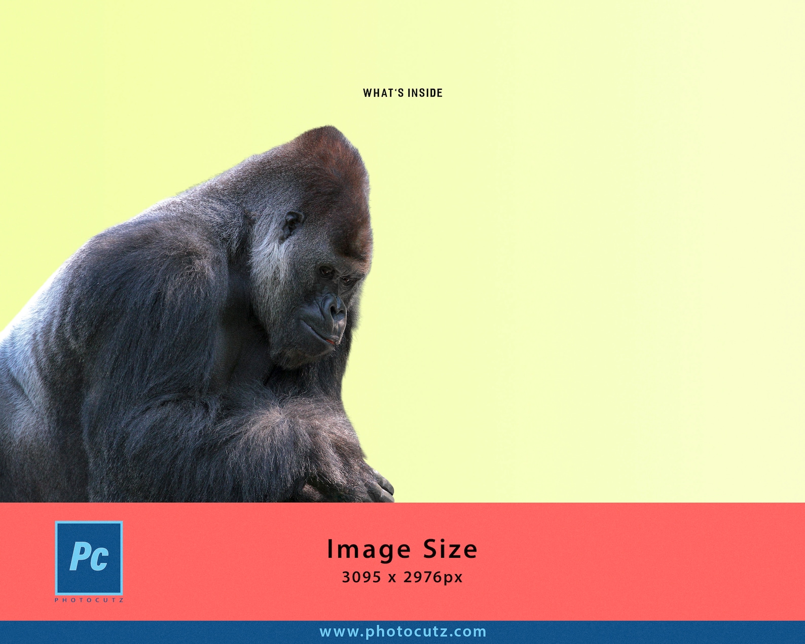 Gorillas, Apes, High Res. Photoshop PNG Cutouts Overlays, Mini Pack ...