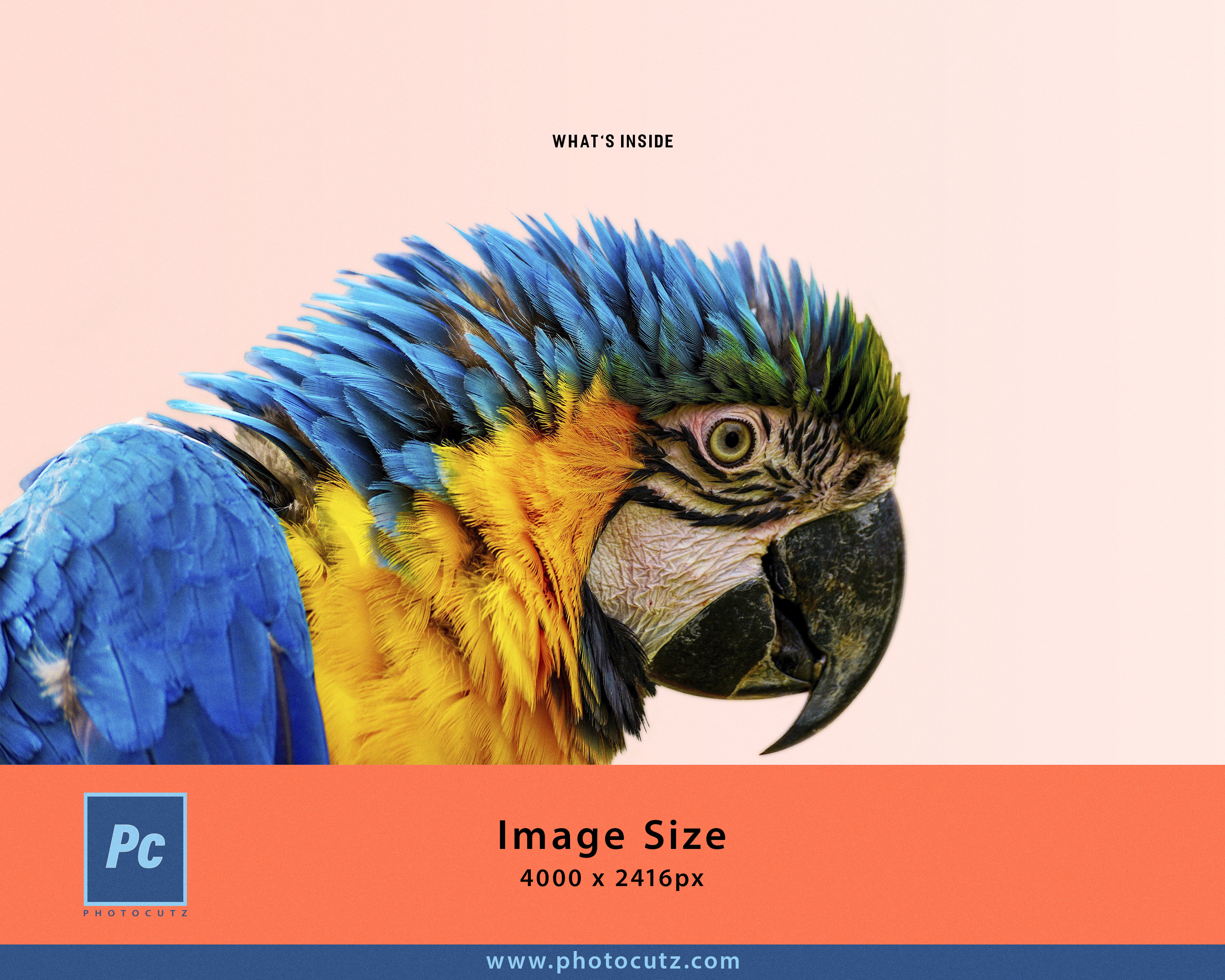 Parrots High Res. Photoshop PNG Cutouts Overlays Mini Pack - Etsy.de