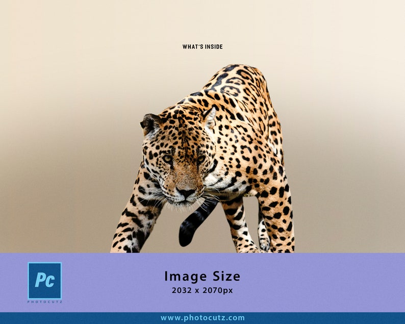 Jaguars High Res. Photoshop PNG Cutouts Overlays, Mini Pack Volume 1 ...