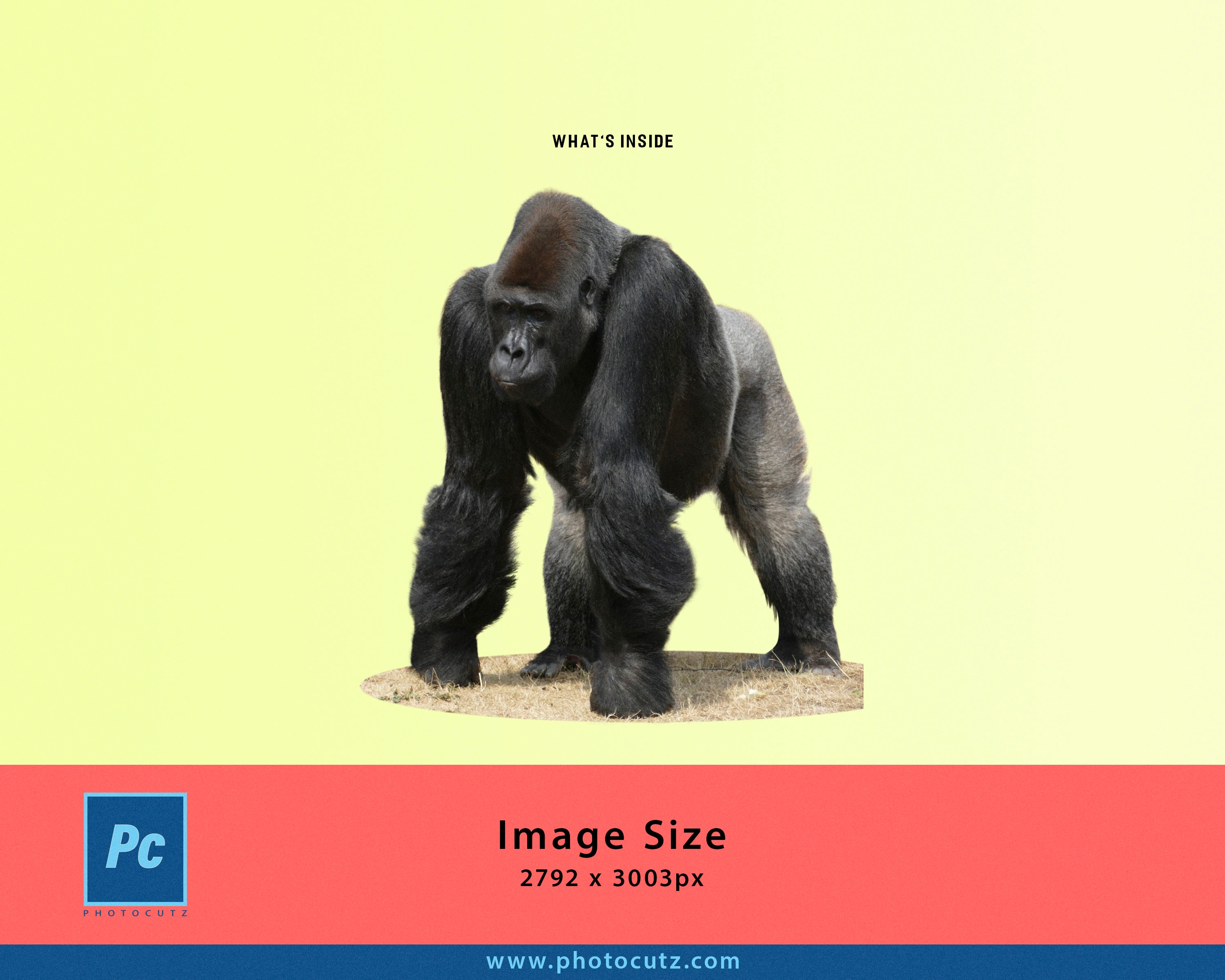 Gorillas, Apes, High Res. Photoshop PNG Cutouts Overlays, Mini Pack ...