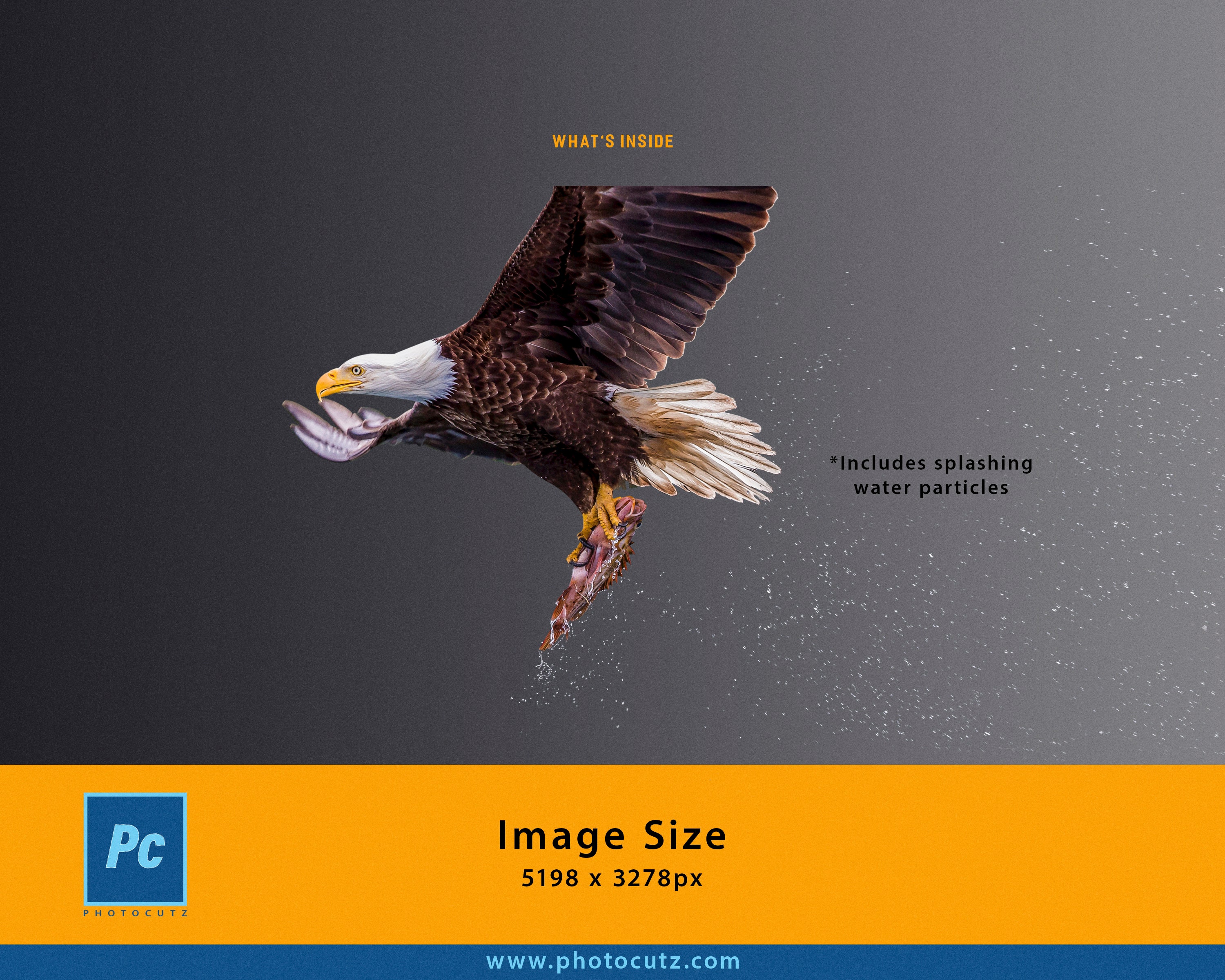 Bald Eagles High Res. PNG Photoshop Cutouts Overlays Mini - Etsy