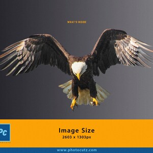 Bald Eagles High Res. PNG Photoshop Cutouts Overlays, Mini Pack Volume ...