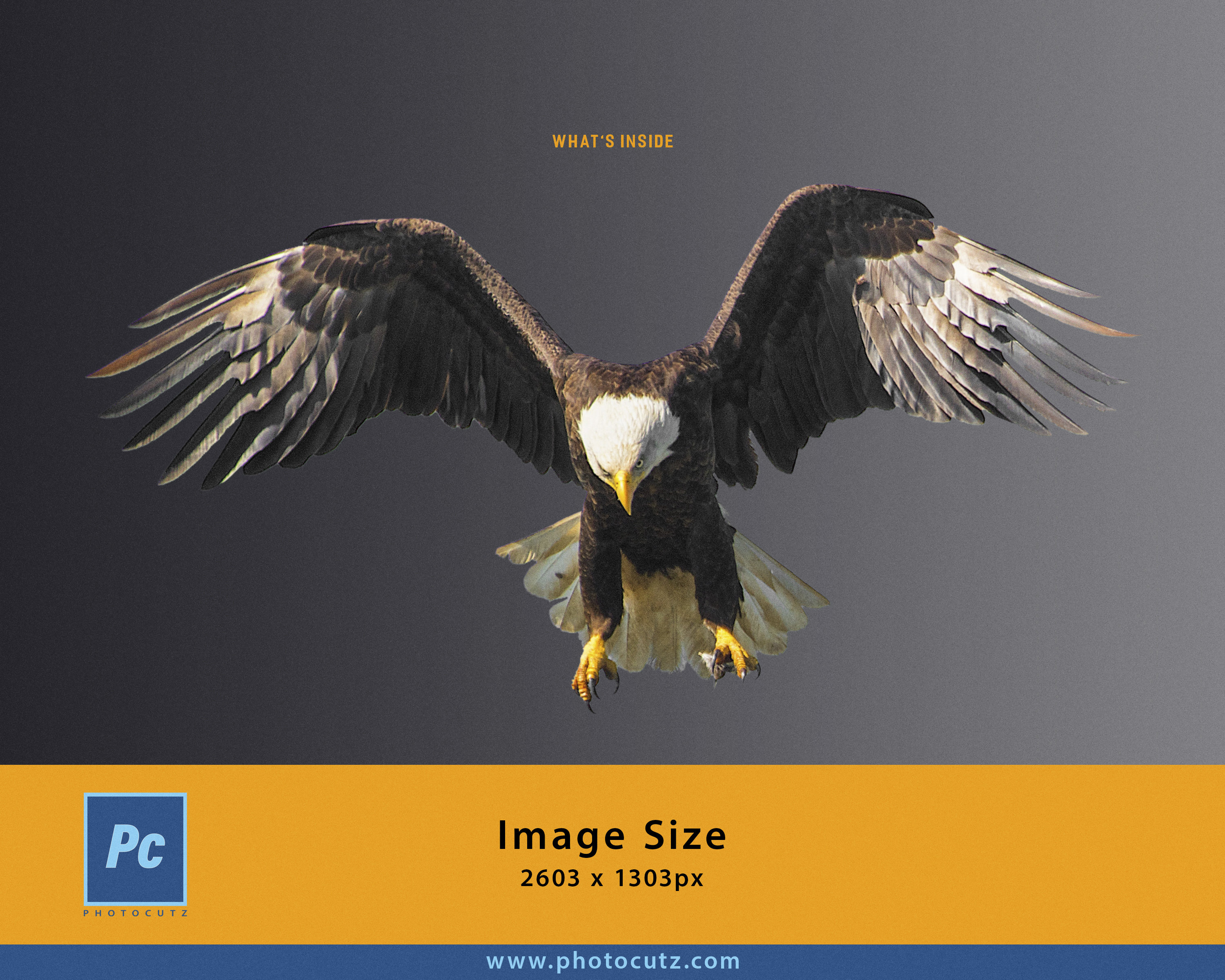 Bald Eagles High Res. PNG Photoshop Cutouts Overlays Mini - Etsy