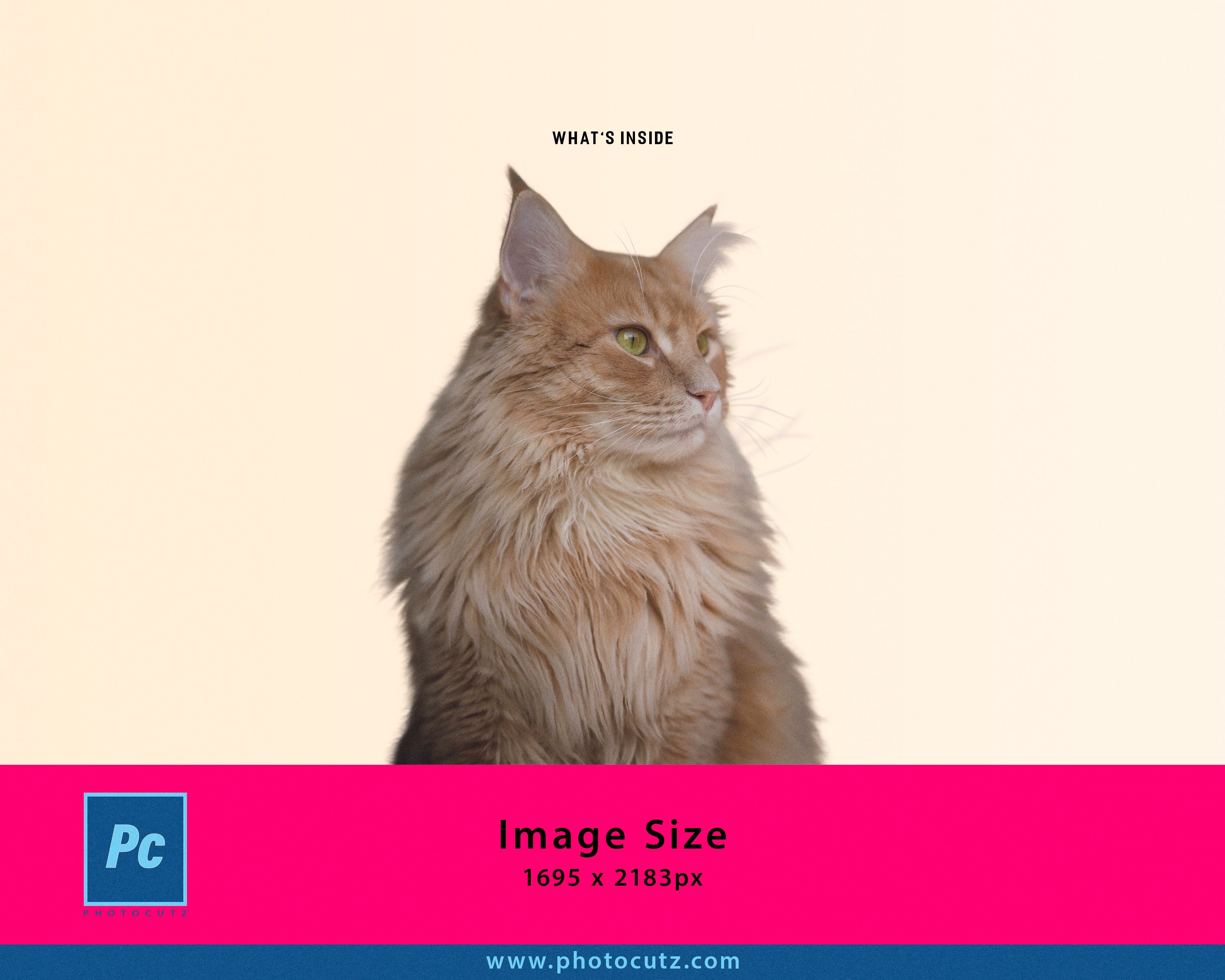 Cats High Res. Photoshop Photo PNG Cutouts Overlays Mini Pack | Etsy