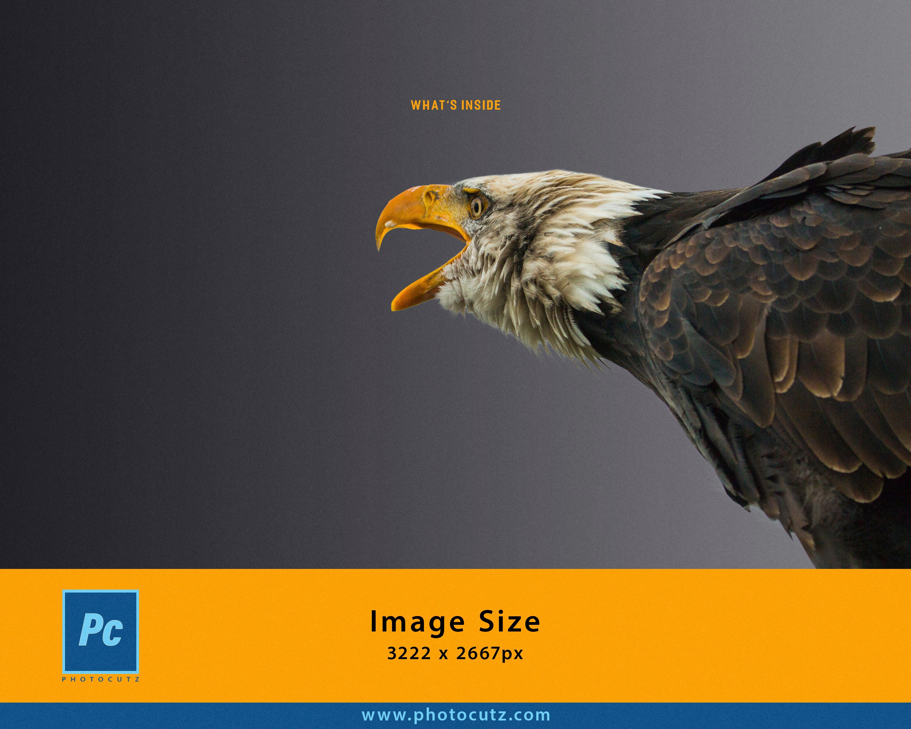 Bald Eagles High Res. PNG Photoshop Cutouts Overlays, Mini Pack Volume ...
