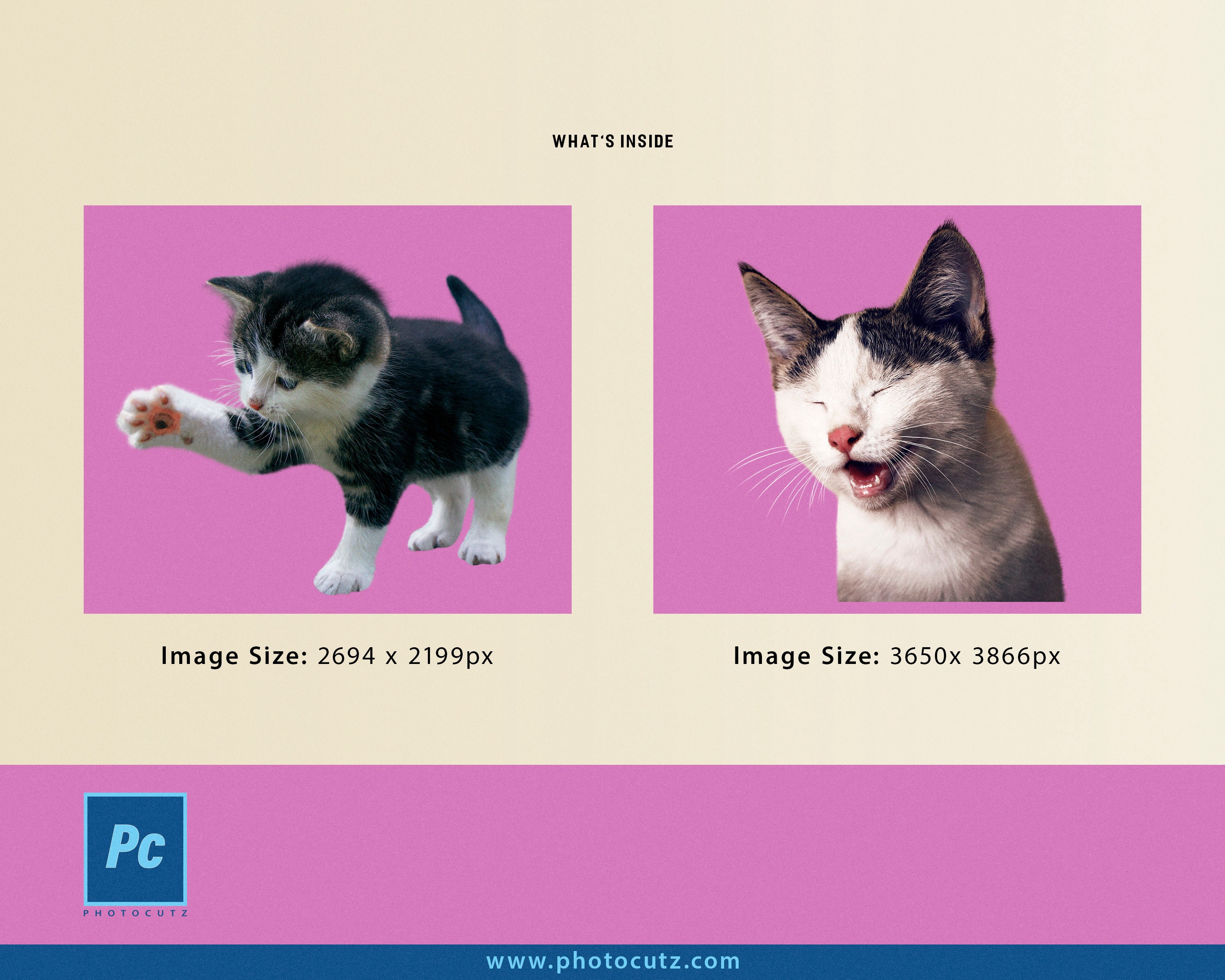 Cats High Res. Photoshop Photo PNG Cutouts Overlays, Mini Pack Volume 1 ...