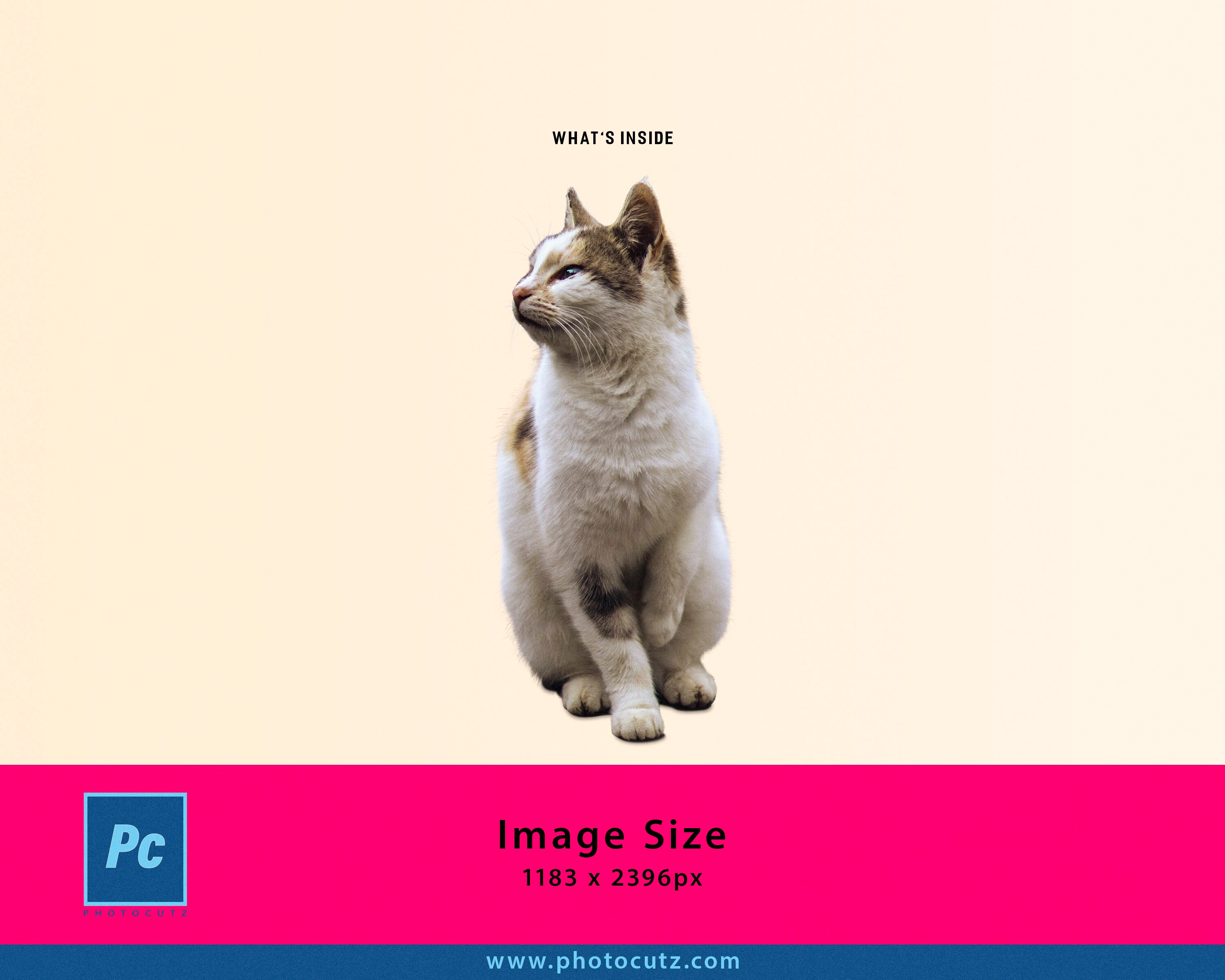 Cats High Res. Photoshop Photo PNG Cutouts Overlays Mini Pack - Etsy