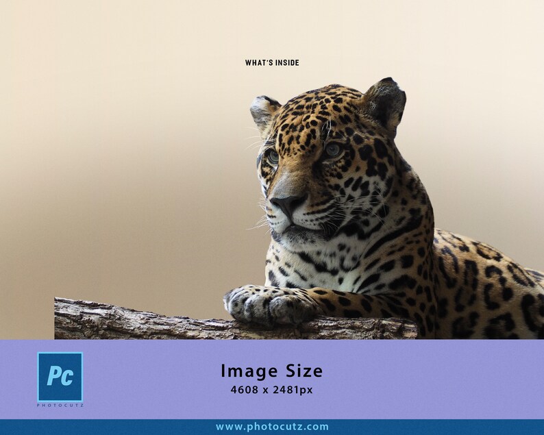 Jaguars High Res. Photoshop PNG Cutouts Overlays, Mini Pack Volume 1 ...