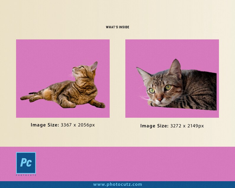 Cats High Res. Photoshop Photo PNG Cutouts Overlays, Mini Pack Volume 1 ...