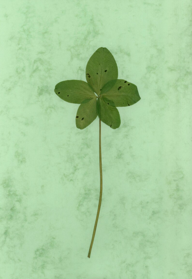 Genuine Rare Five Leaf Clover in A4 Clip Frame - Etsy