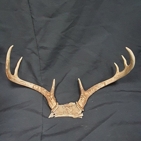 Antler Rack - Etsy