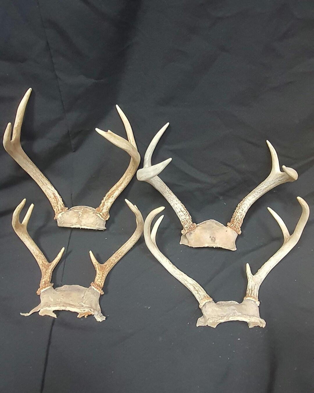 Deer Antler Rack Horn Man Cave Sheds With Scalp Plate Set of 4, 9.75"x ...