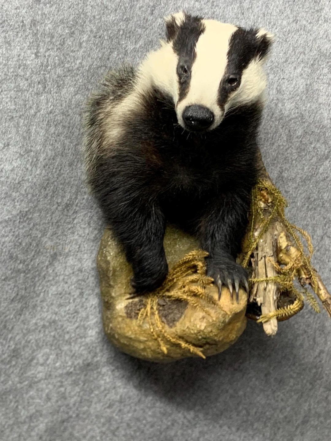 Taxidermy Meles (badger) - Home Decor - Etsy